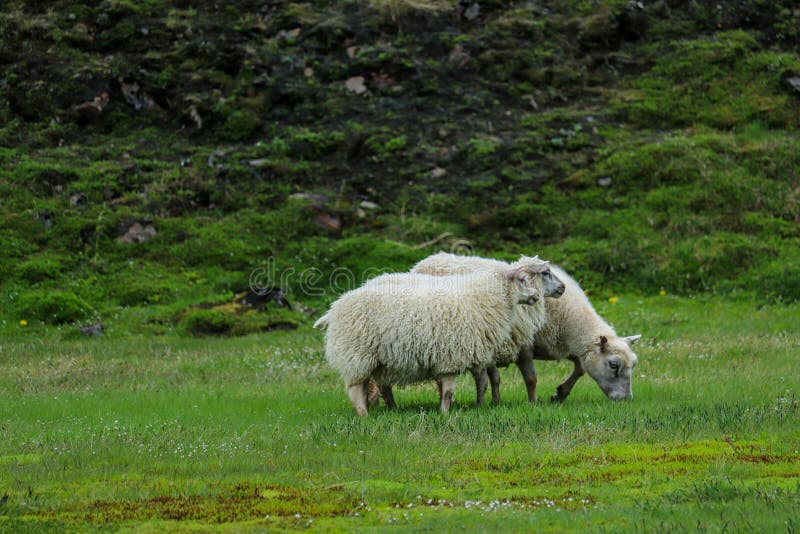 Sheep on the green grass stock photo. Image of grazing - 174295690