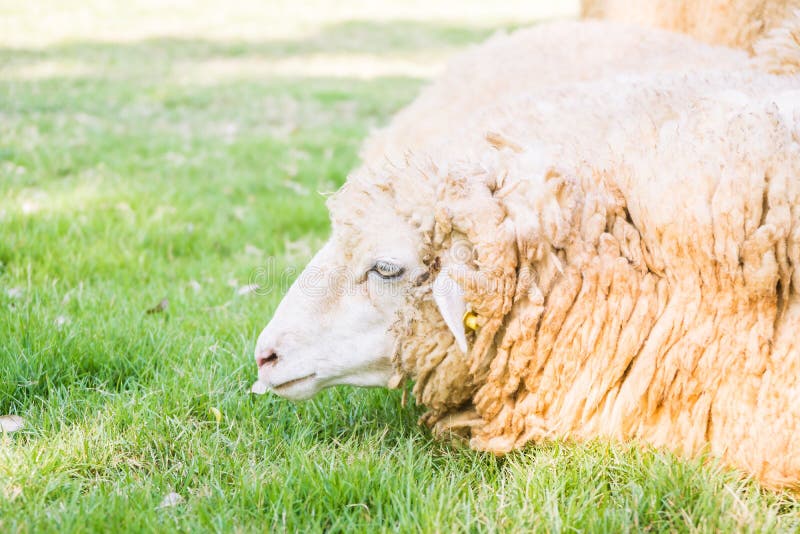 Sheep on green grass stock photo. Image of green, sheep - 103303392