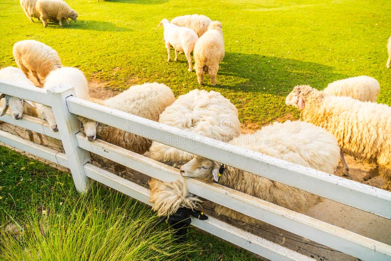 Sheep on green grass stock image. Image of summer, sheep - 104398249