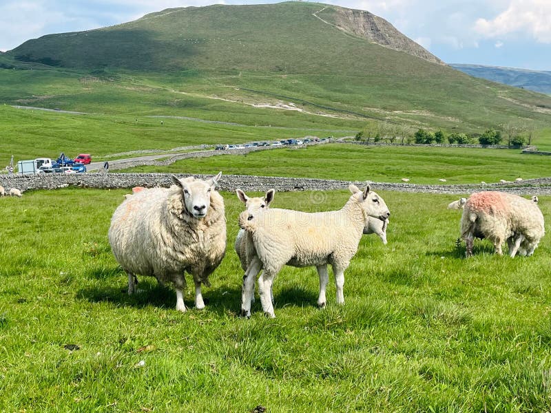 Sheep on the Green Mountain. Peak District Stock Photo - Image of farm ...