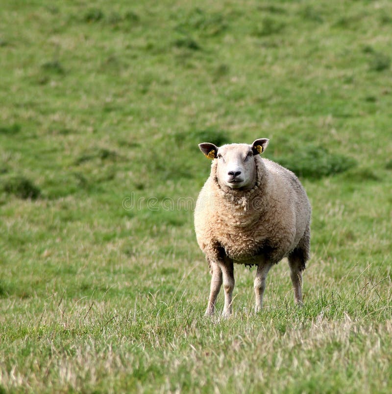 Sheep In Green Pasture Picture. Image: 82963441