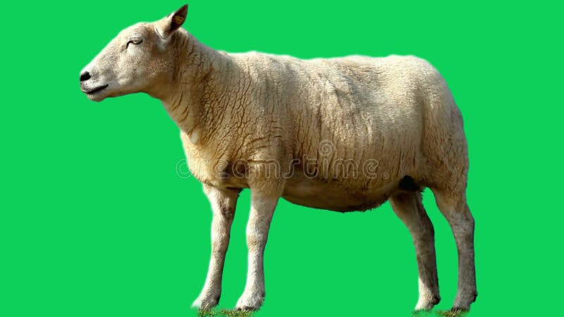 Sheep on a green screen stock footage. Video of funny - 353288306