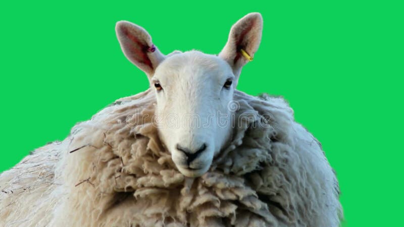 Sheep on a green screen stock footage. Video of funny - 353288306