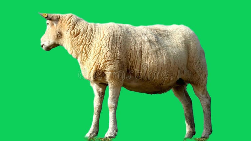 Sheep on a green screen stock footage. Video of background - 353288326