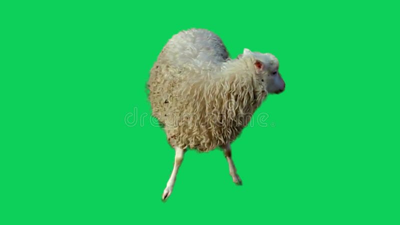 Sheep on a green screen stock footage. Video of funny - 353288306