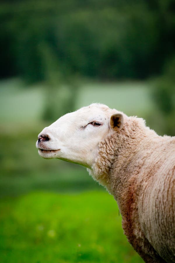Sheep on green stock image. Image of agriculture, farm - 32344283