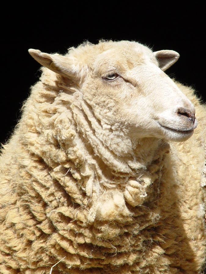 Sheep Grin stock image. Image of close, animal, spring, head - 323