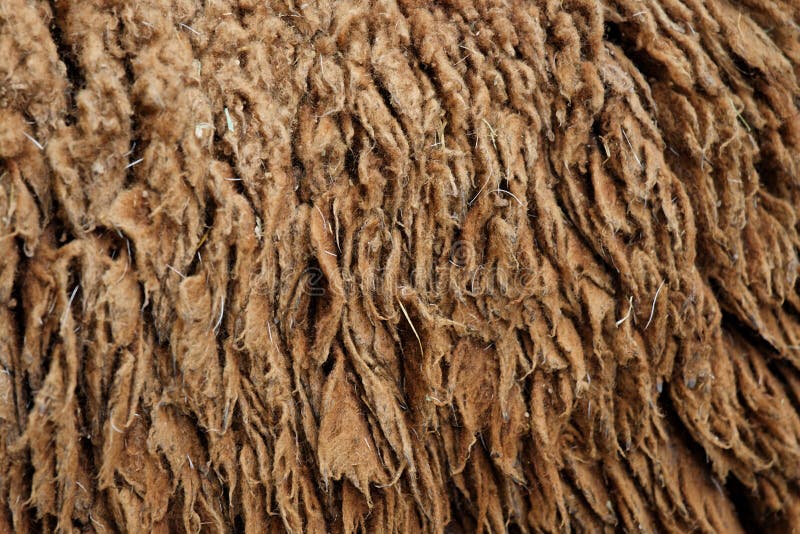 Pig hair (Texture) stock image. Image of quadrupede, mammal - 23540881