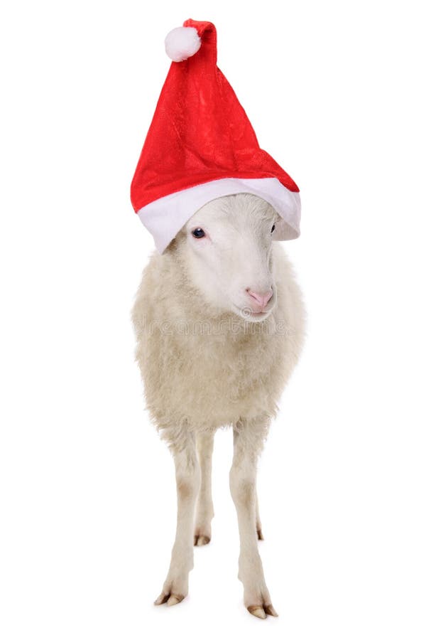 Sheep in hat stock photo. Image of rural, warm, friendly - 36044434