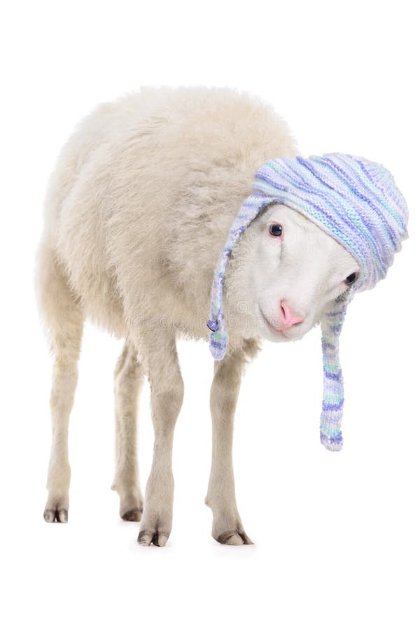 Sheep in hat stock photo. Image of congratulations, january - 35898476