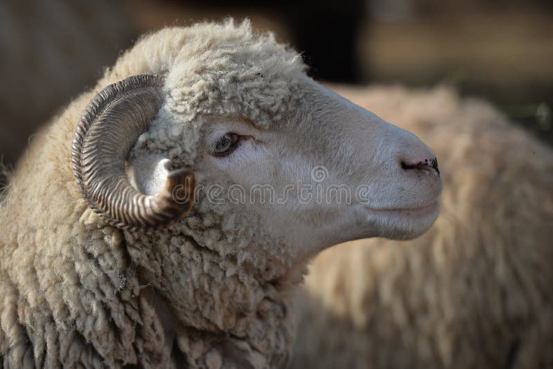 10,269 Head Lamb Stock Photos - Free & Royalty-Free Stock Photos from ...