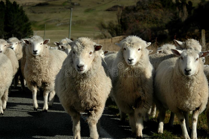 Sheep Head on stock photo. Image of muster, chop, flock - 723808