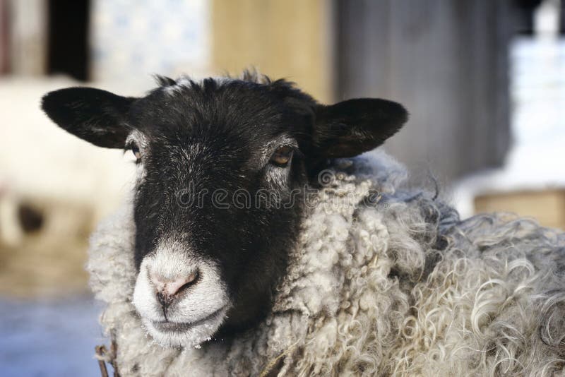 Sheep head stock image. Image of fuzzy, curly, living - 9462643