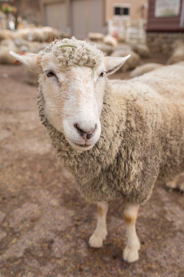 Sheep Head Close Up. Farm Animals. Stock Image - Image of face, green ...