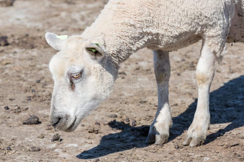 Sheep head stock image. Image of pasture, innocence, grass - 63736521