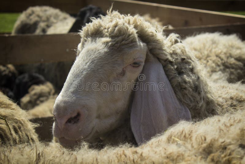 Sheep head stock image. Image of wood, sheep, animal - 30977637