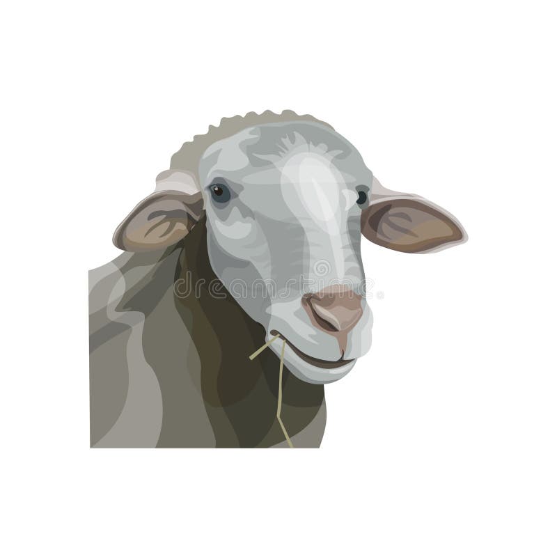 Sheep Face Realistic Stock Illustrations – 141 Sheep Face Realistic ...