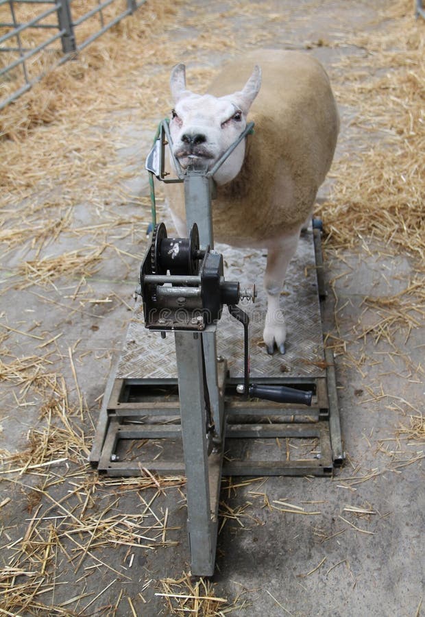 Sheep in a Head Yoke. stock image. Image of rural, exhibit - 95494103