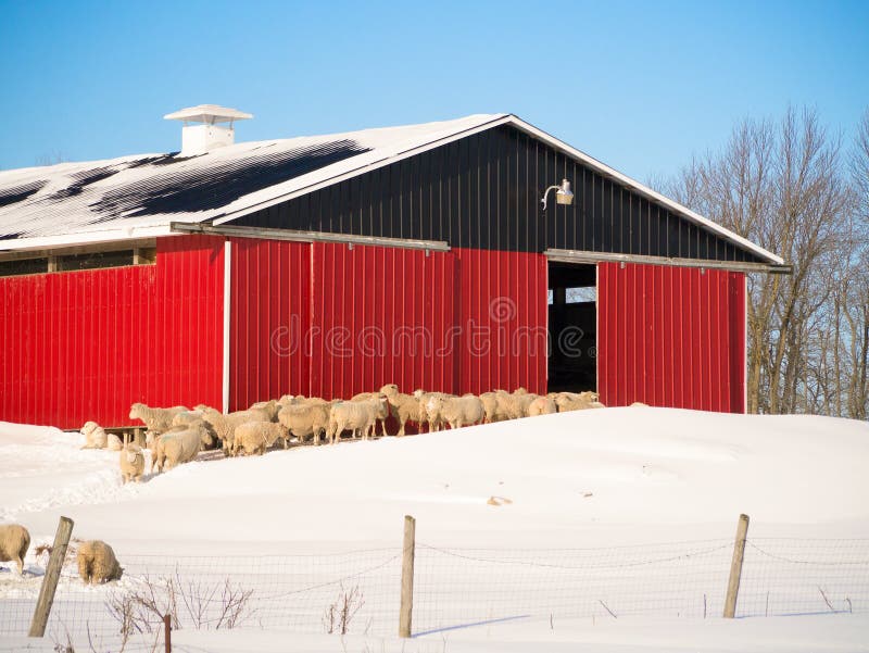 Red Farm Barn with Cows stock image. Image of summer - 27597443