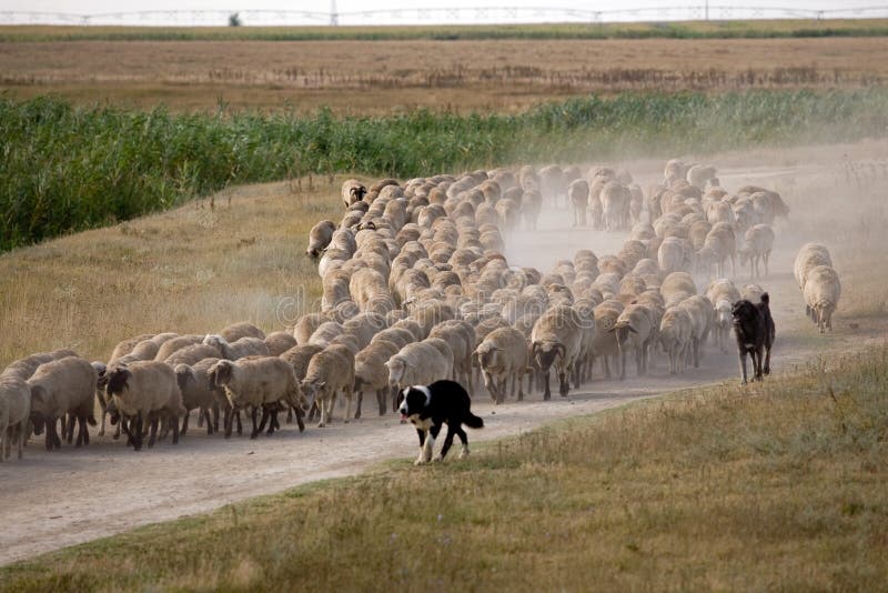 Sheep heard stock photo. Image of migration, details - 10265992