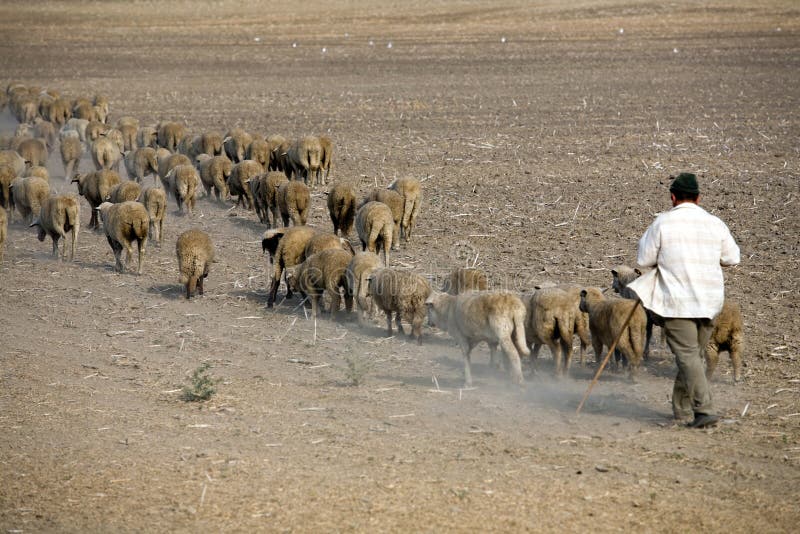 Sheep heard stock image. Image of meadow, dust, dairy - 11634405