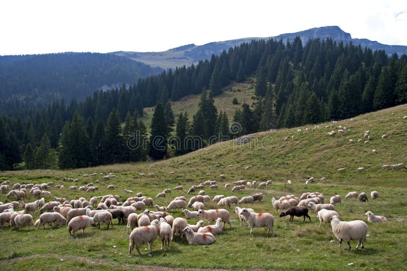 Sheep Heard and a Mountain Landscape Stock Photo - Image of sheep ...