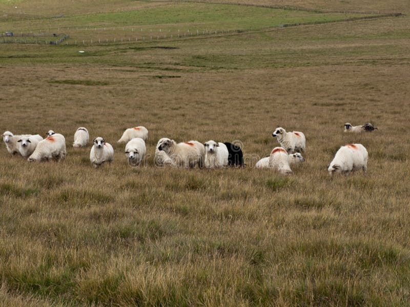 Sheep Heard and a Mountain Meadow Stock Photo - Image of flock ...