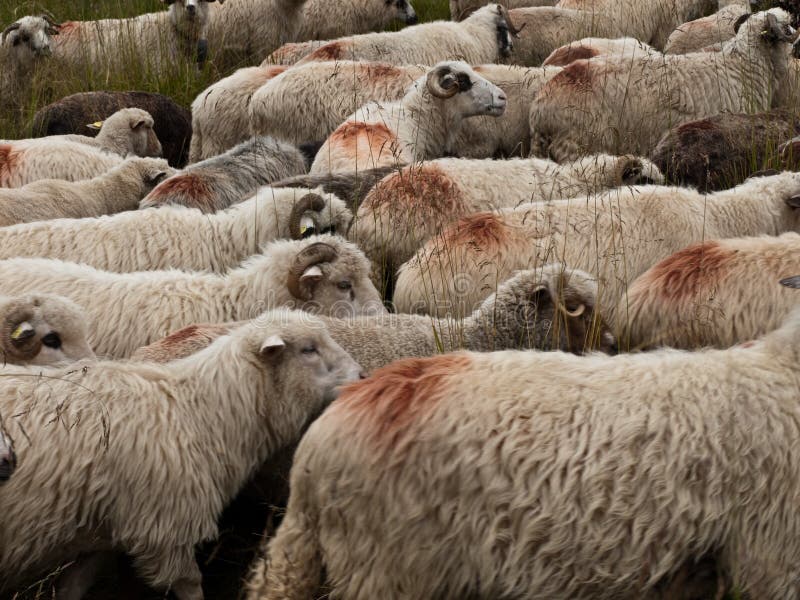 Background of many sheep stock image. Image of nature - 21038689