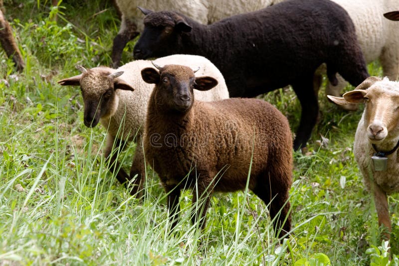 Sheep Heard Grazing on a Green Hill in New Zealand Stock Photo - Image ...