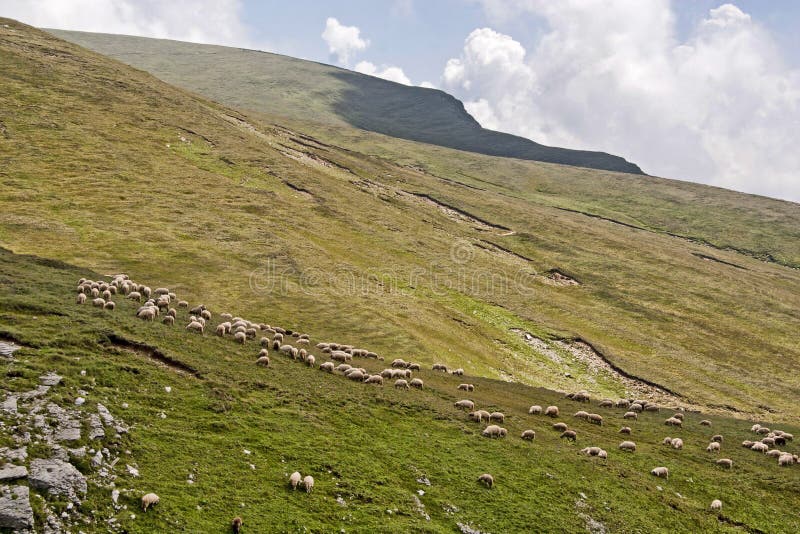 Sheep Heard and a Mountain Landscape Stock Photo - Image of nature ...