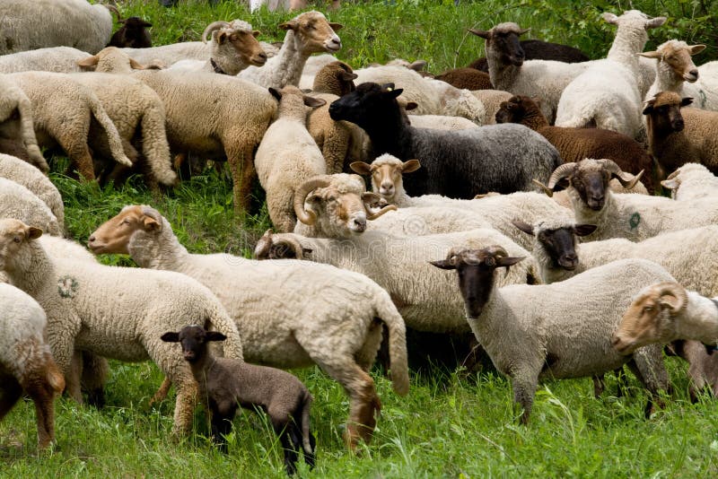 Sheep heard stock photo. Image of flock, nature, migration - 36404794