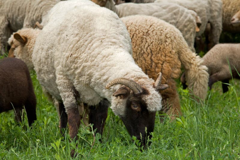 Sheep heard stock image. Image of group, grass, migration - 9431389