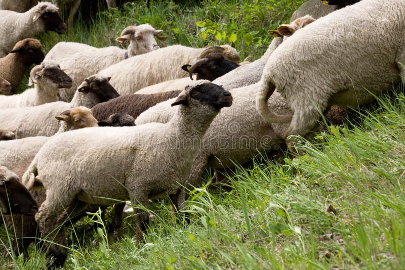 Sheep heard stock photo. Image of flock, eating, nature - 35770618