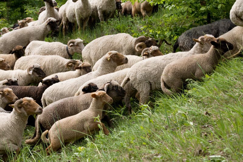 Sheep heard stock photo. Image of flock, nature, migration - 36404794