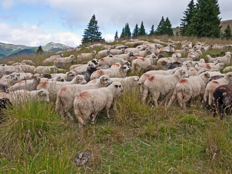 Sheep Heard and a Mountain Meadow Stock Photo - Image of laying, herd ...