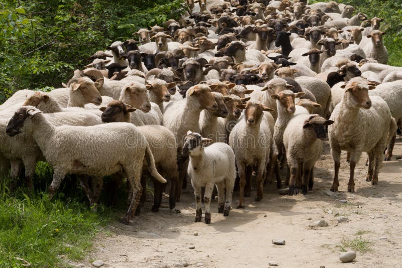 Sheep heard stock image. Image of natural, herd, sheep - 35770559