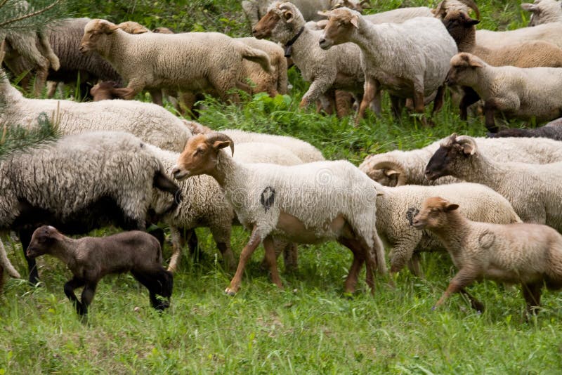 Sheep heard stock photo. Image of grass, farm, animal - 36404790