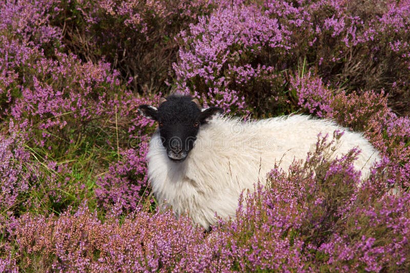 Sheep among Heather stock image. Image of heather, bush - 10762539