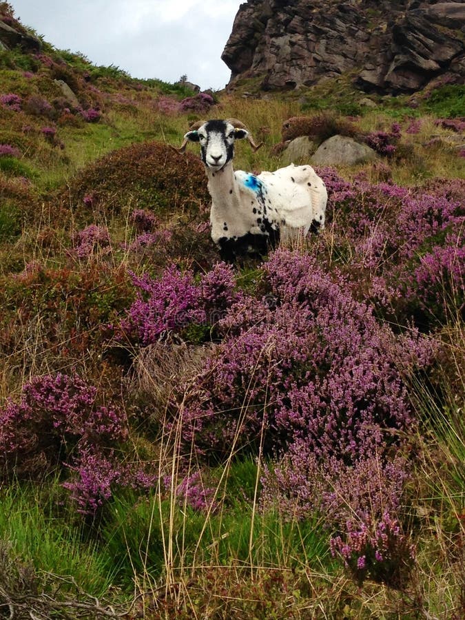 Sheep in the heather stock photo. Image of animals, lamb - 48200884