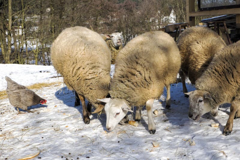 Sheep and hen on the farm stock photo. Image of country - 49946380