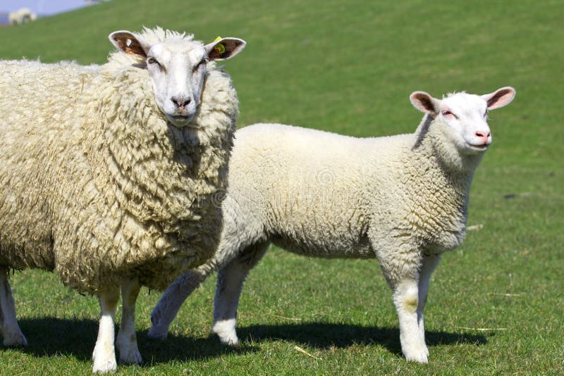 Two cute lambs stock photo. Image of curious, little, expectant - 9276112