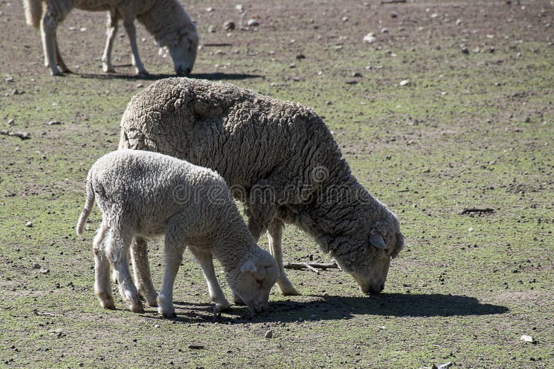 Sheep with her cub stock photo. Image of female, farm - 147228058