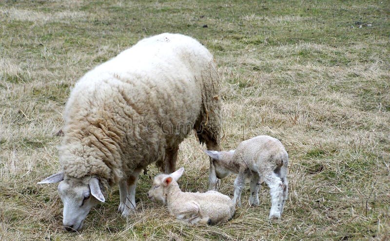 A sheep and her cubs stock image. Image of rural, field - 144481993