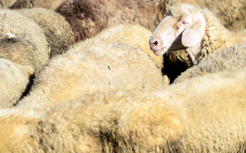 Sheep herd stock image. Image of breeding, farm, herding - 151747265