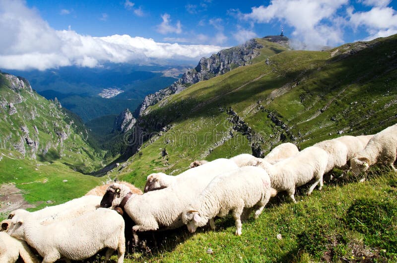 Sheep herd stock photo. Image of mountain, milk, bucegi - 20835868