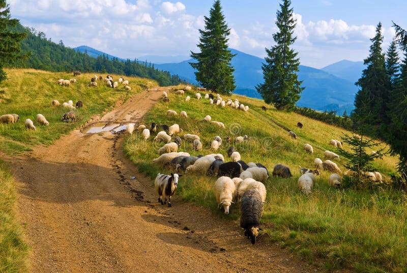 Sheep herd stock photo. Image of stone, field, mountains - 21012346