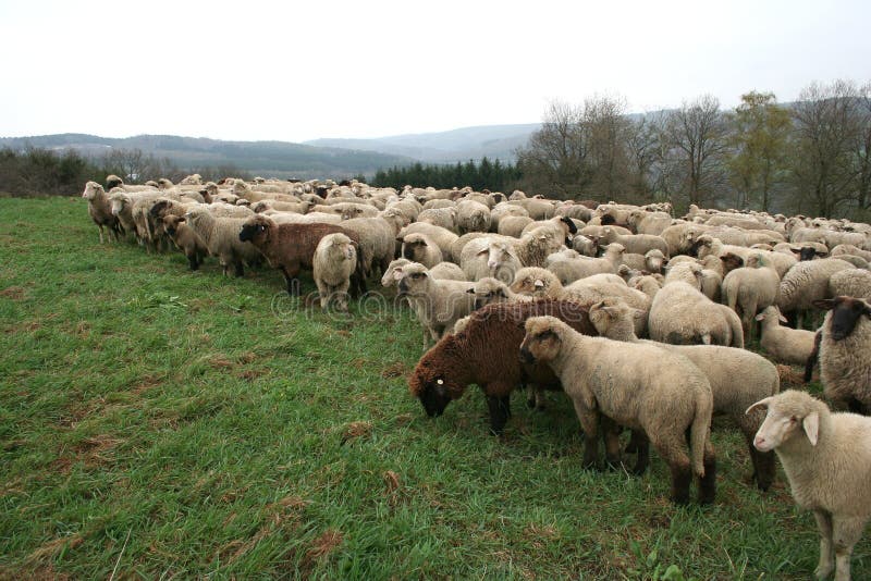 Sheep Herd stock image. Image of outdoors, domestic, mammal - 718589