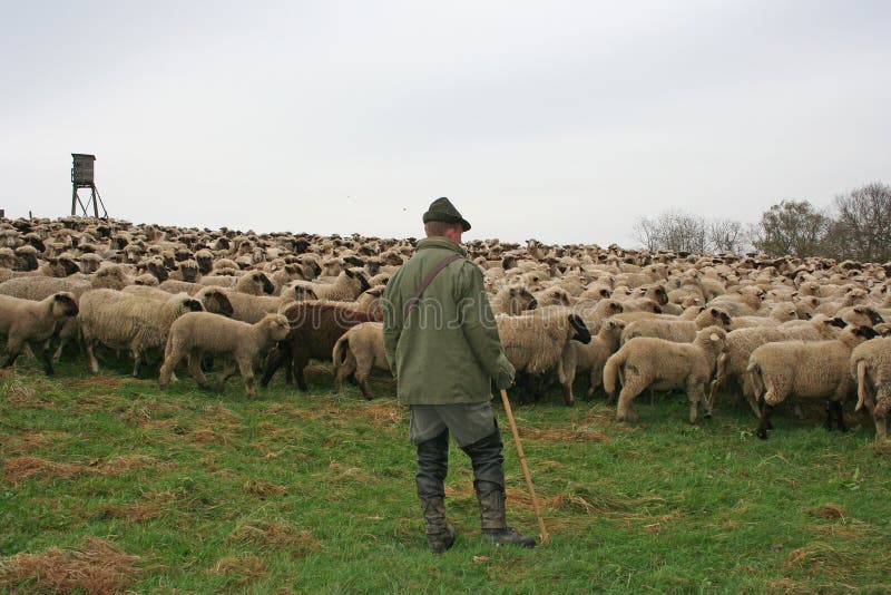 Farm Worker with Flock of Sheep Stock Photo - Image of organic, sheep ...