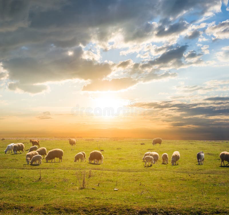 Sheep In The Pasture At Sunset Stock Photo - Image of forest ...
