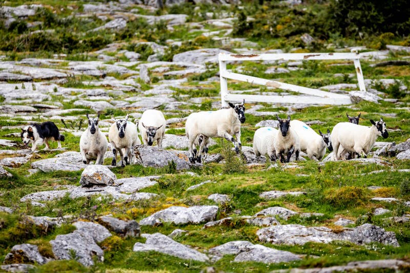 Sheep Herd Guided by Shepherd Border Collie Trained Dog Outdoors Stock ...